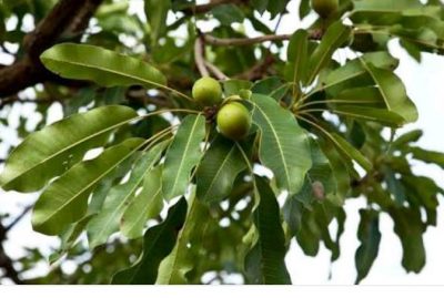 How to Make Shea Butter Traditionally - Countryside